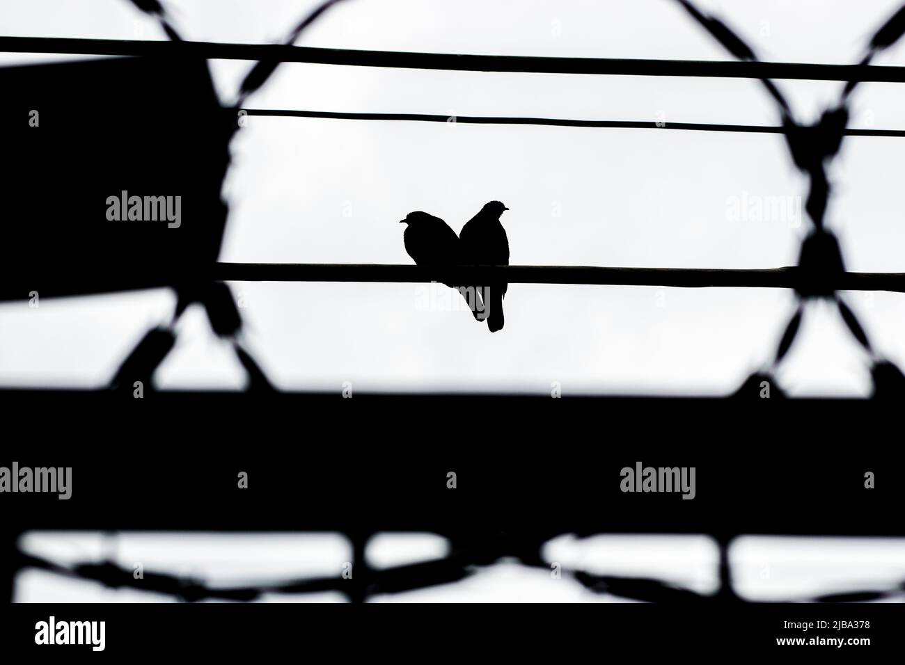 silhouette couple of birds known as dove, in a wired in Rio de Janeiro ...
