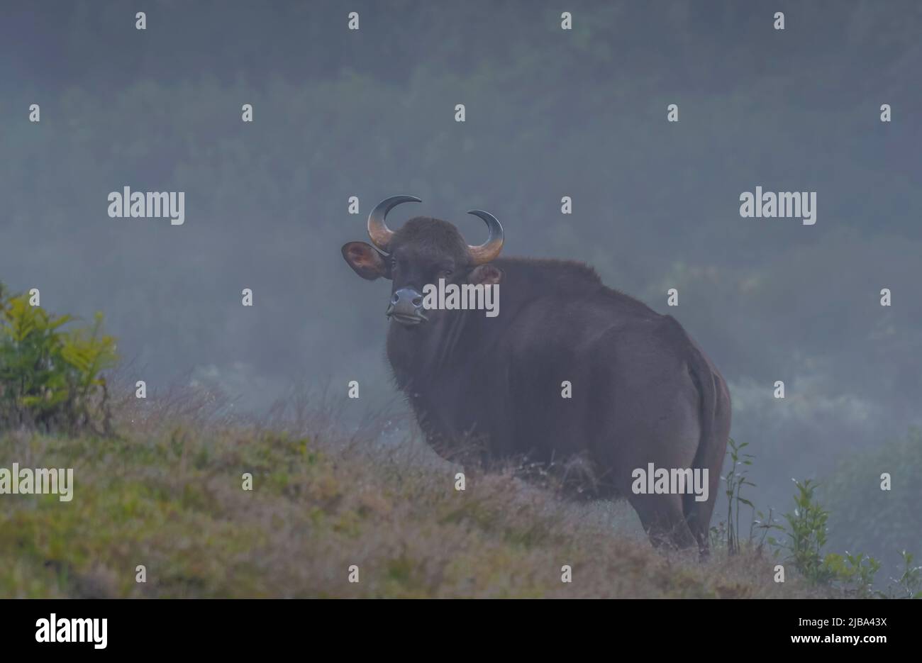 Indian bison or Indian Gaur in a forest in Kerala India Stock Photo - Alamy