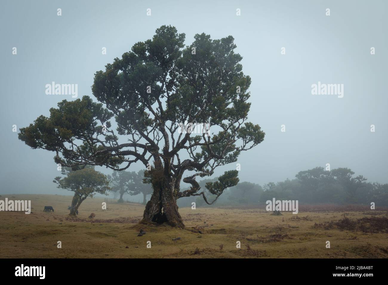 Trees of fanal hi-res stock photography and images - Alamy