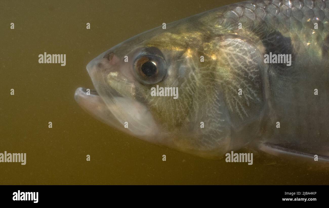 twaite shad on the river severn being released Stock Photo - Alamy