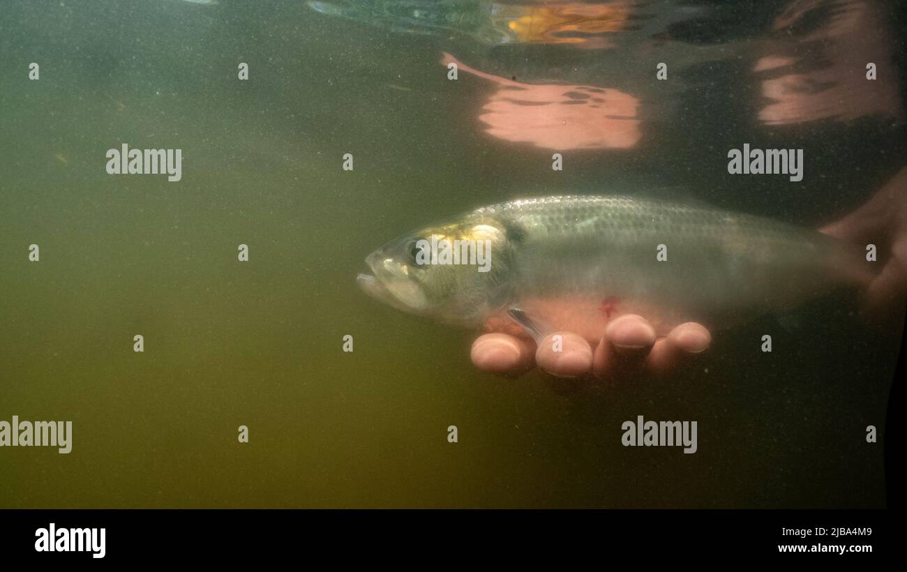 twaite shad on the river severn being released Stock Photo - Alamy