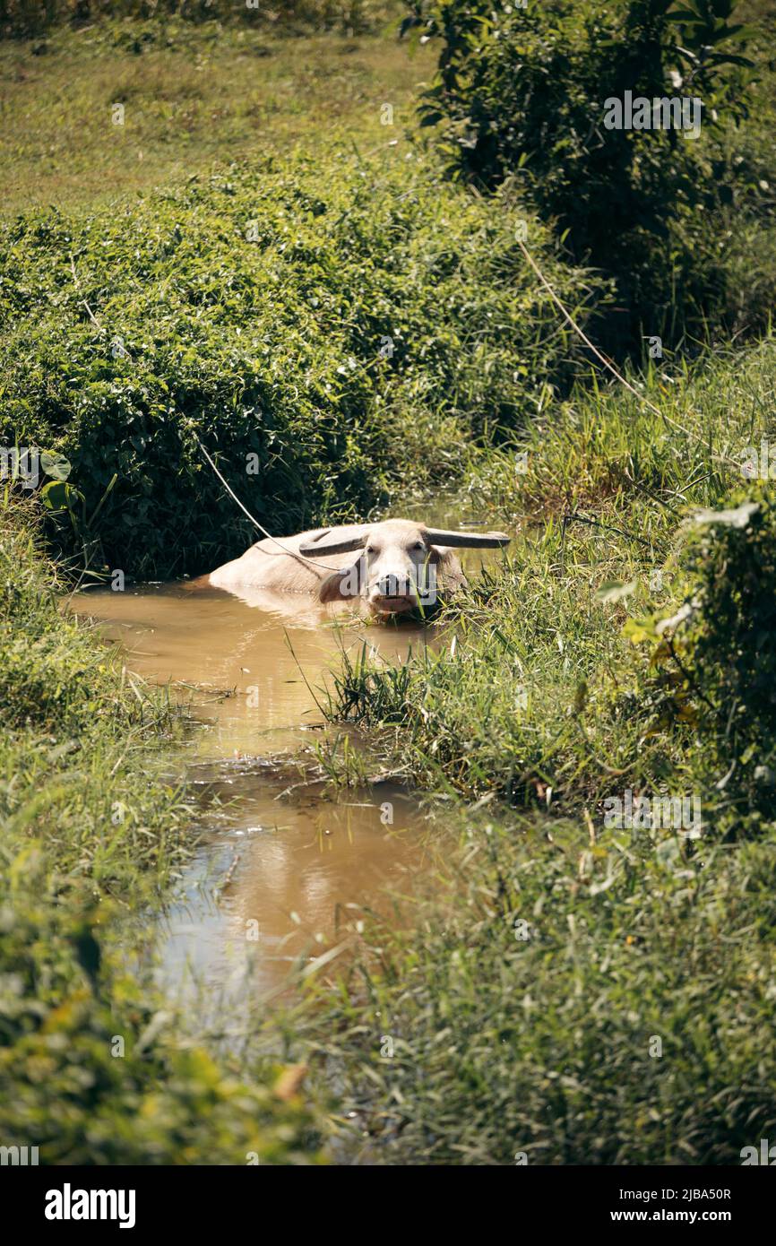 Water buffalo in a river Stock Photo - Alamy