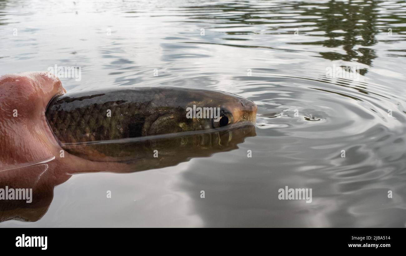 twaite shad on the river severn being released Stock Photo - Alamy