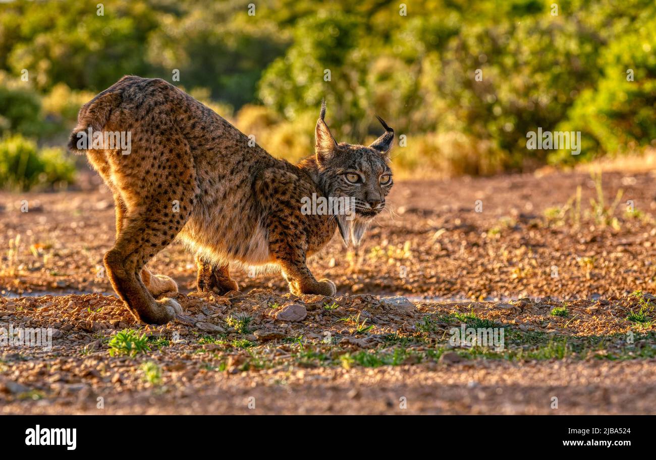 Iberian lynx, Lynx pardinus, wild cat endemic to Iberian Peninsula in ...
