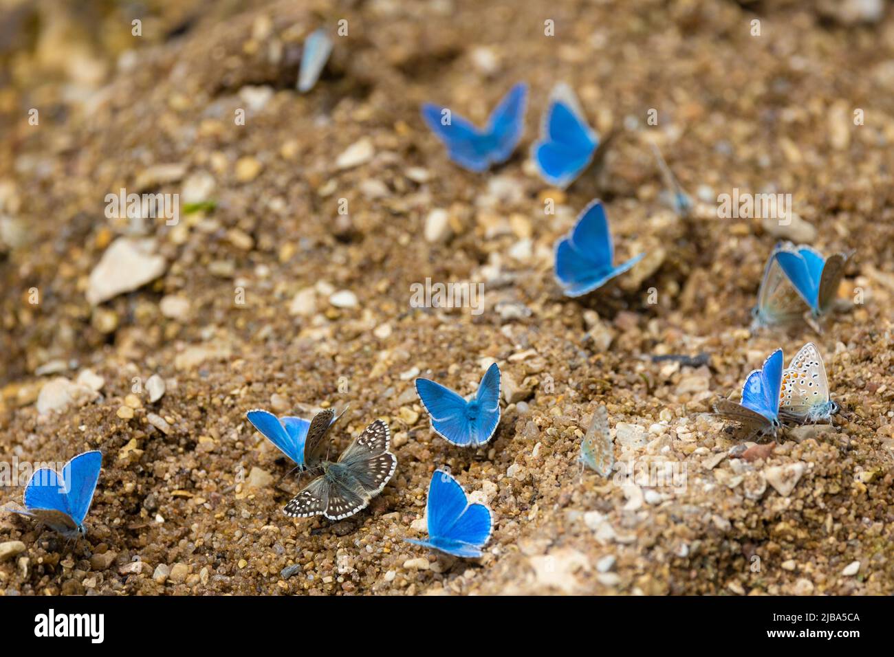 Group of chalkhill blue butterflies drinking the water on the sand ...