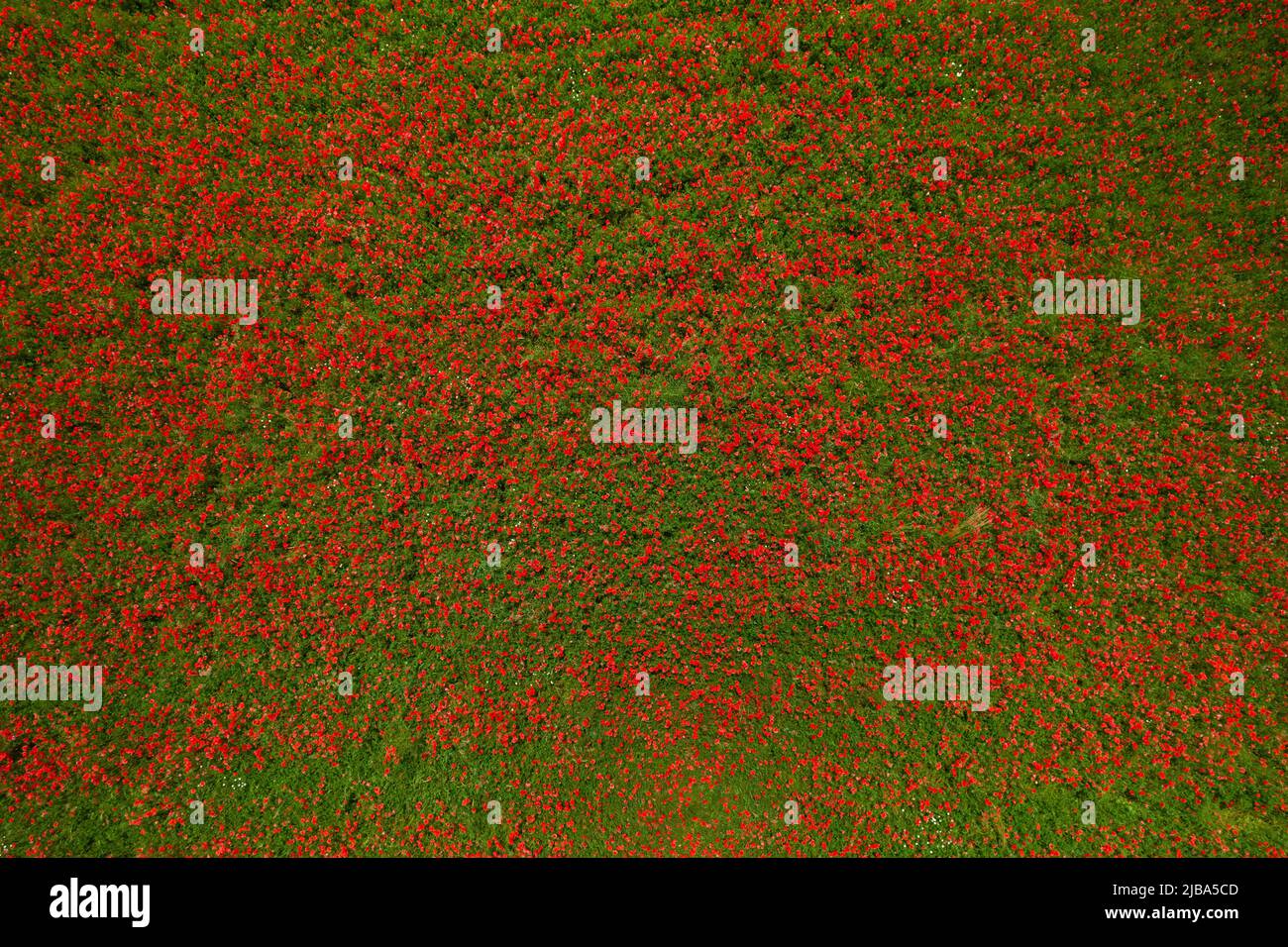 Large poppy field drone aerial view Stock Photo - Alamy