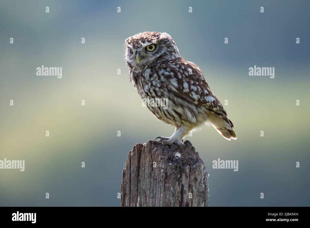 adult little owl on perch Stock Photo - Alamy
