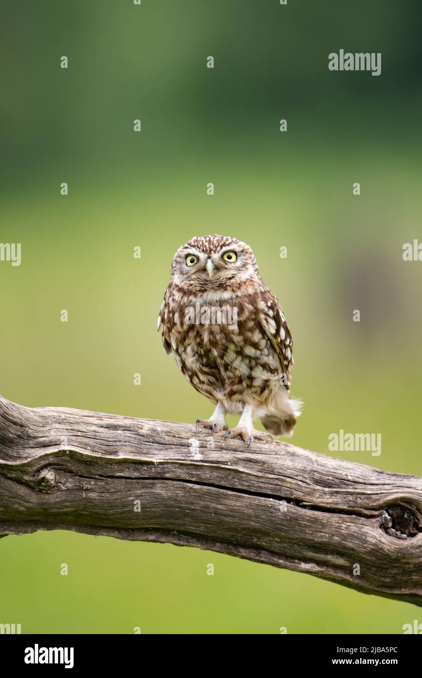 adult little owl on perch Stock Photo - Alamy