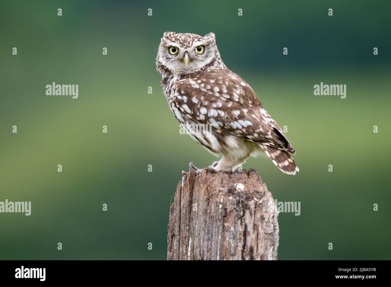adult little owl on perch Stock Photo - Alamy