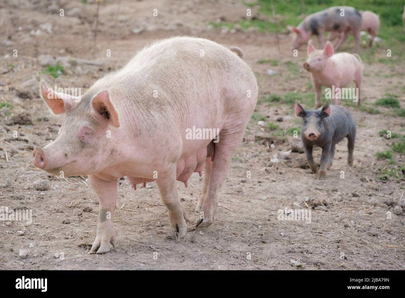 Pigs, Free Range Farm Stock Photo - Alamy