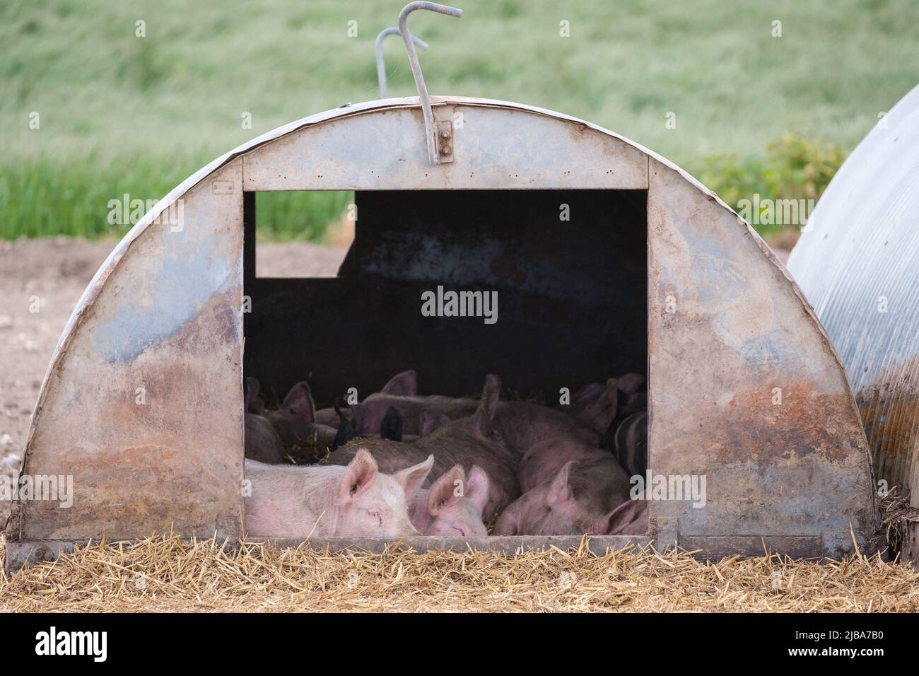 Kent pig farm hi-res stock photography and images - Alamy