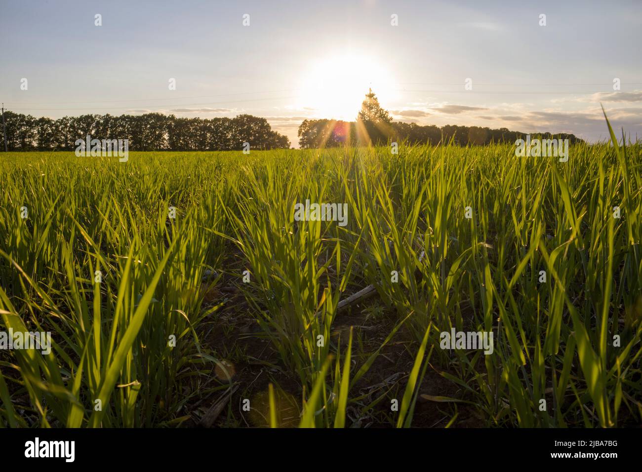 Rows of young barley on a sunset background Stock Photo - Alamy
