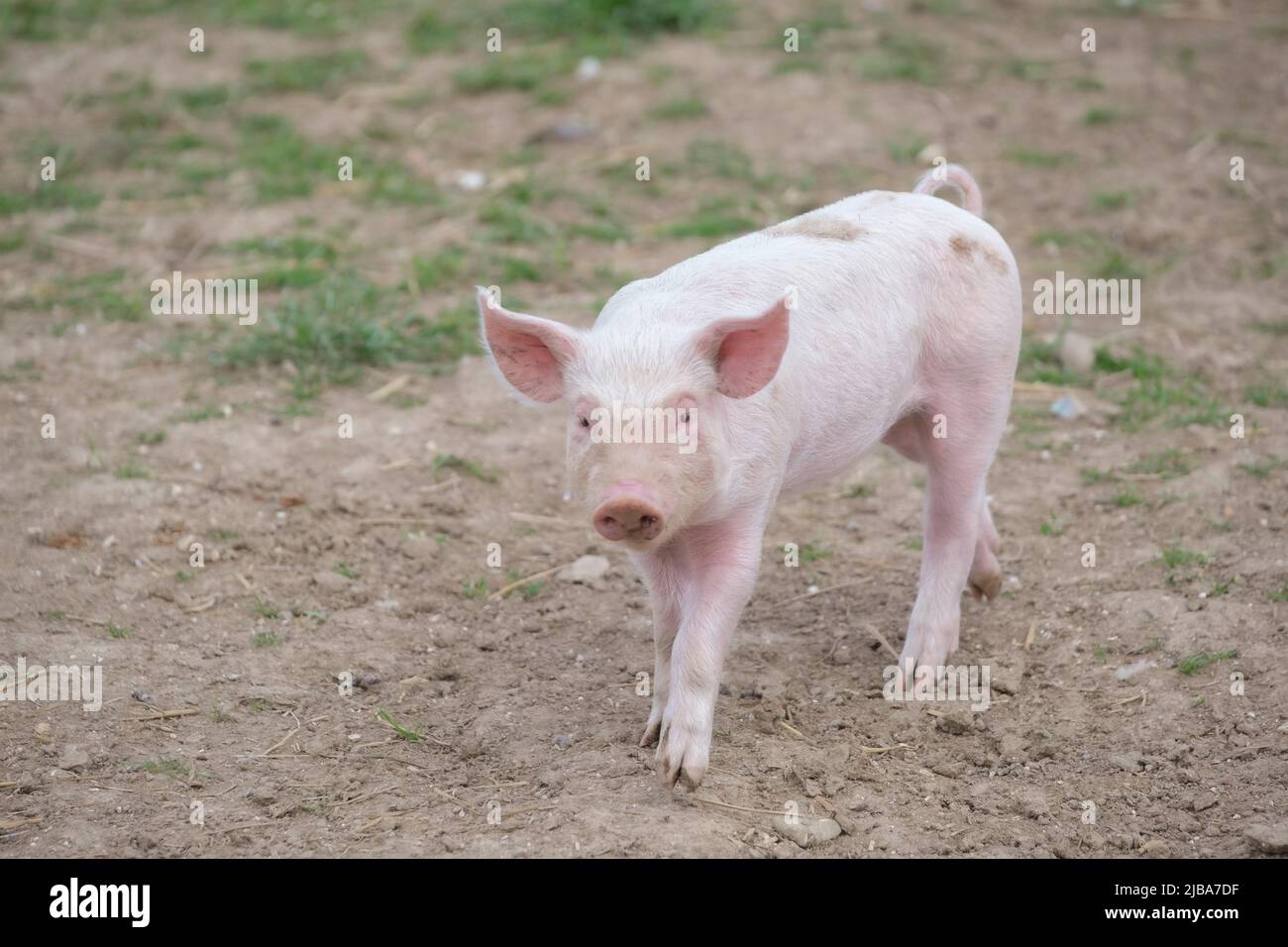Kent pig farm hi-res stock photography and images - Alamy