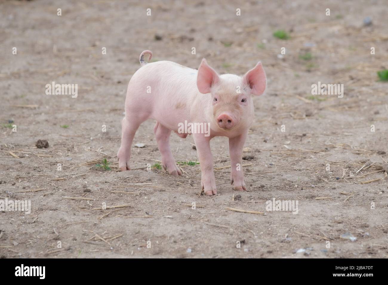 Pigs, Free Range Farm Stock Photo - Alamy