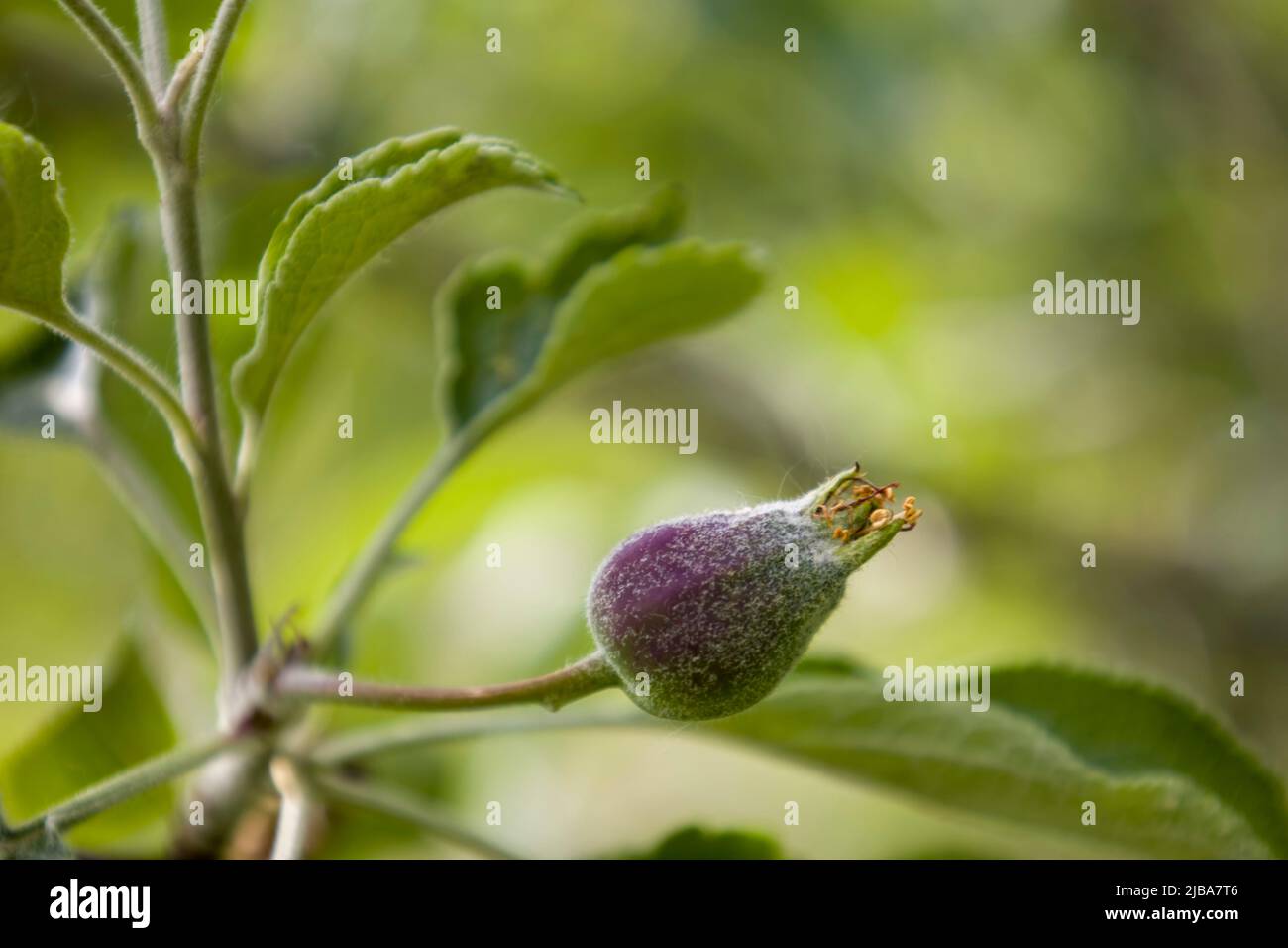 Young apple tree green hi-res stock photography and images - Alamy
