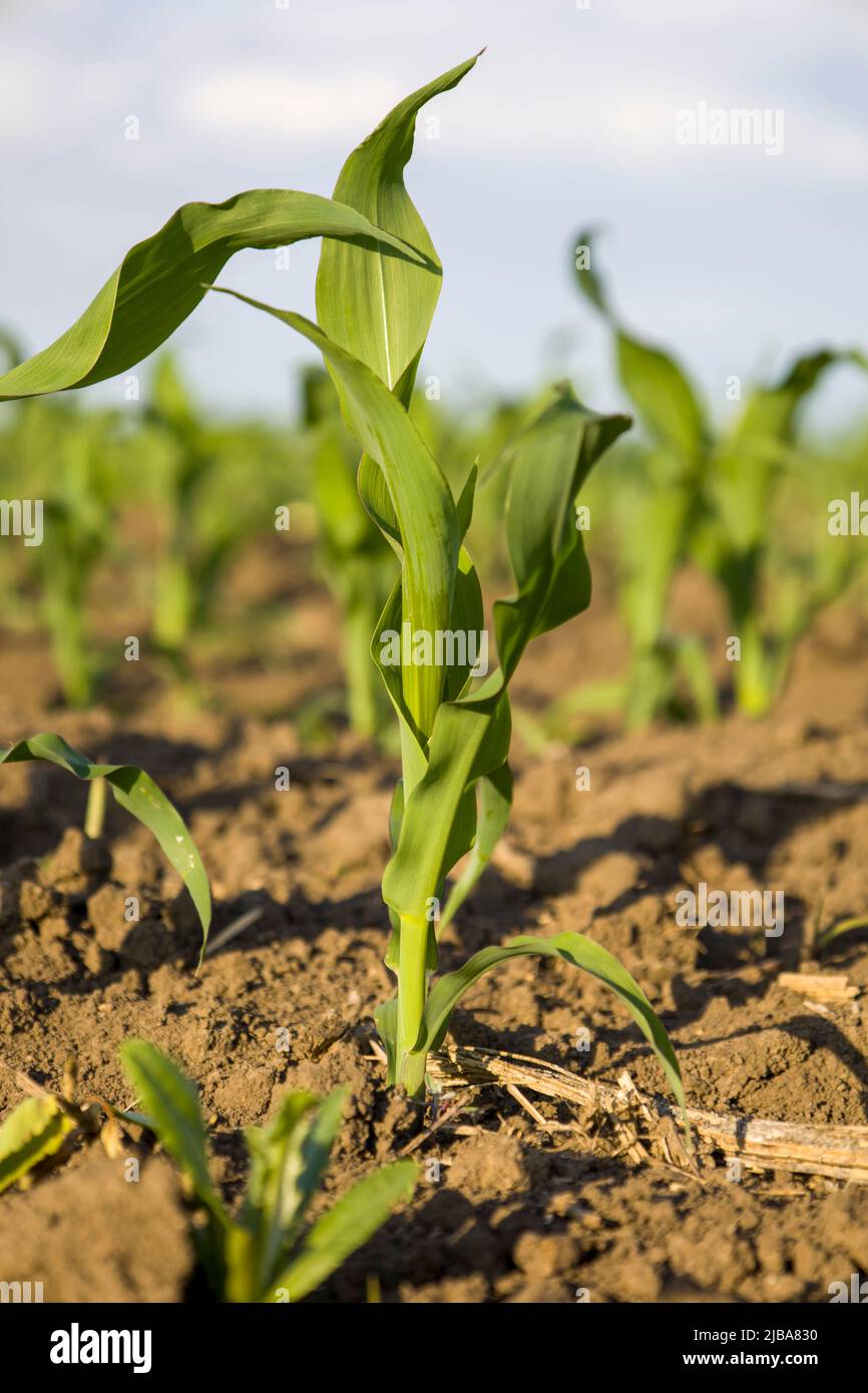 Green shoot of young corn. Blurred background Stock Photo - Alamy