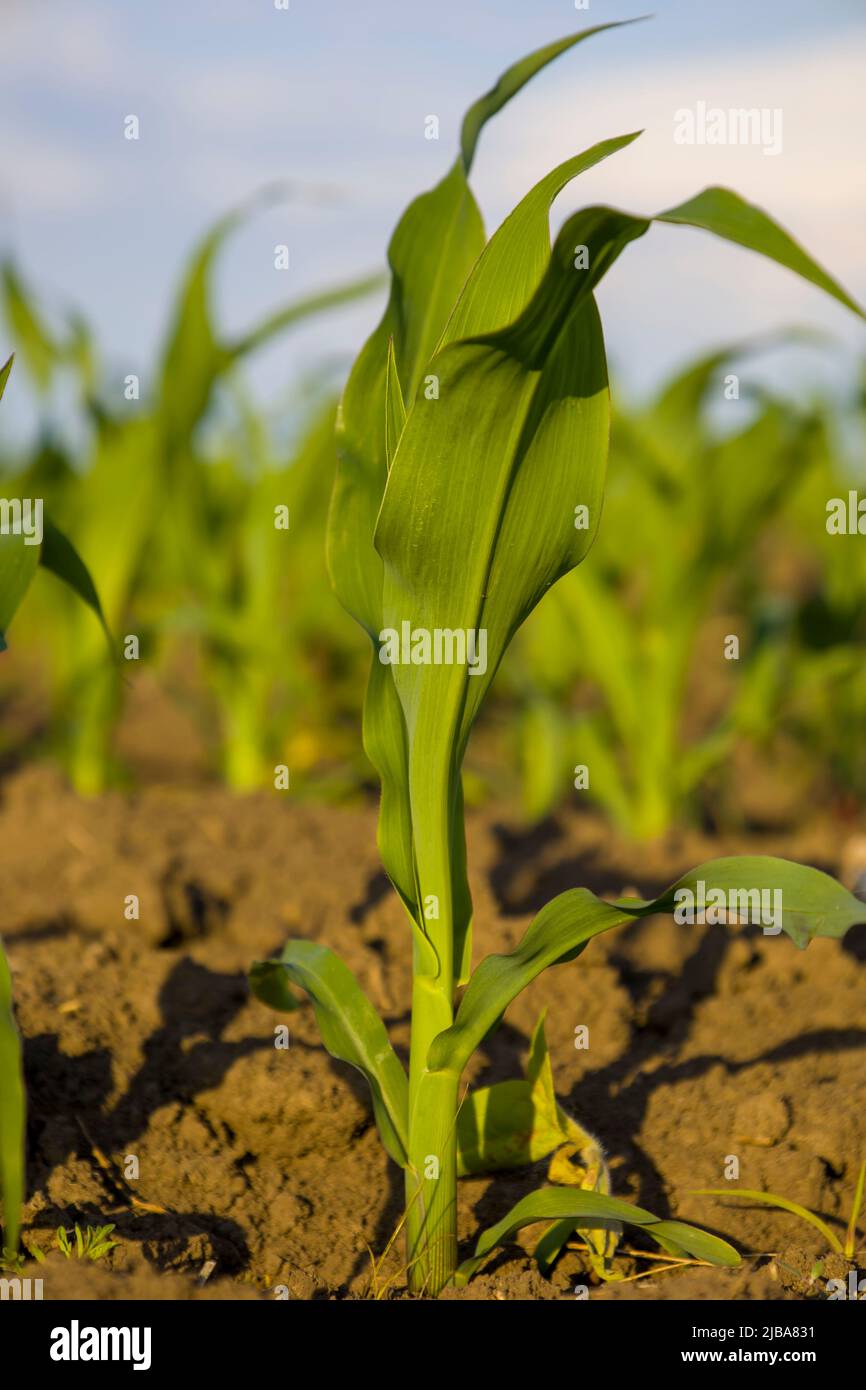 Green shoot of young corn. Blurred background Stock Photo - Alamy