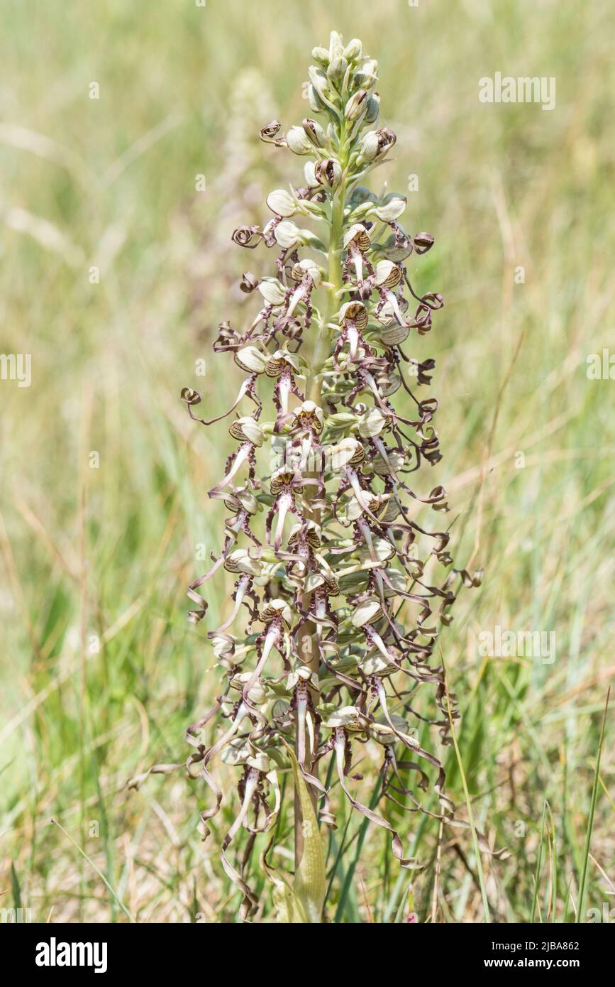 Lizard Orchid (Himantoglossum hircinum) at Sandwich Bay, Kent Stock ...