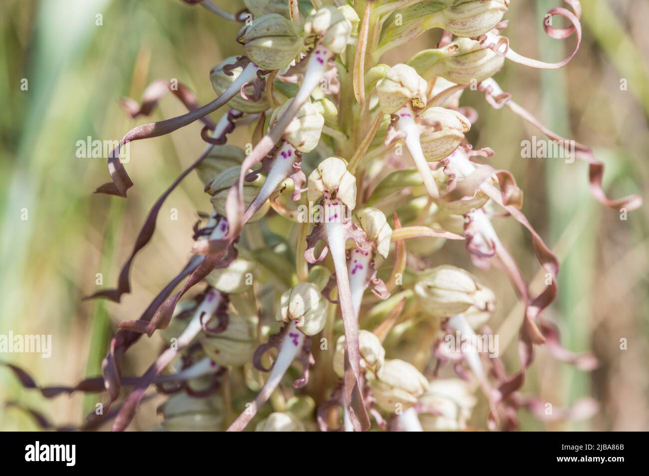 Flowers of the Lizard Orchid (Himantoglossum hircinum) at Sandwich Bay ...