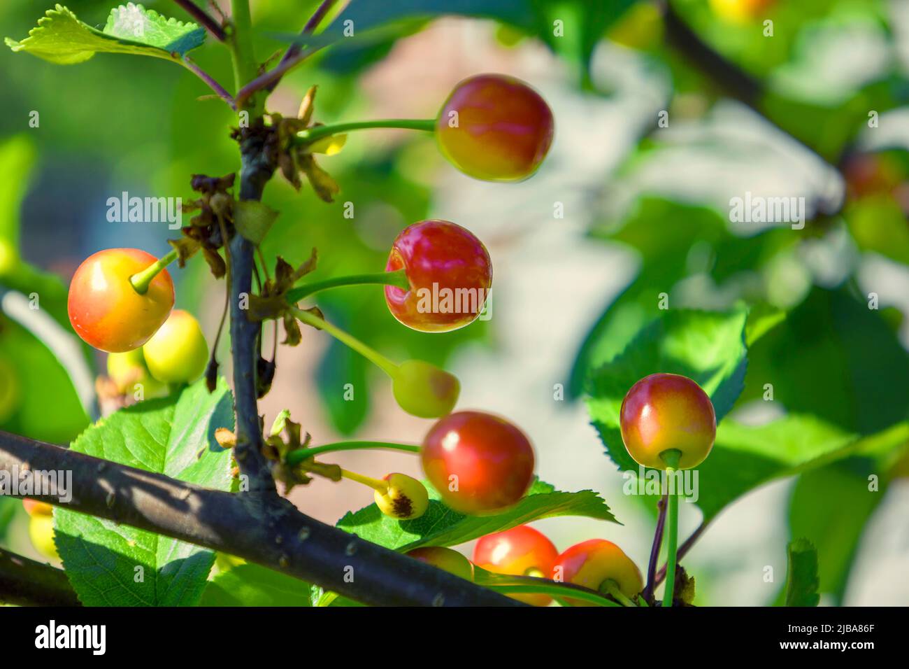Red ripe juicy cherries hang hi-res stock photography and images - Alamy