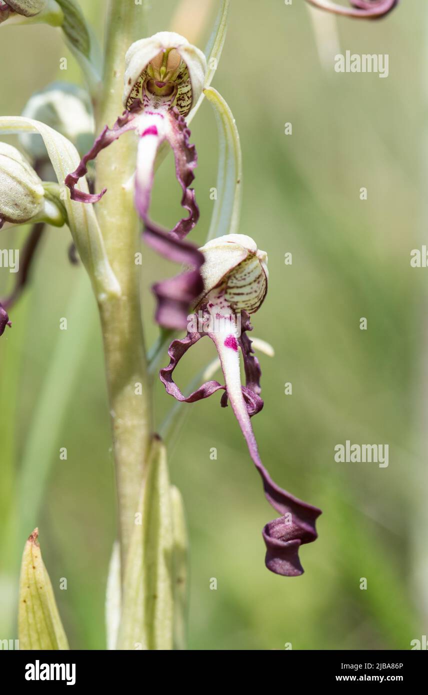 Flowers of the Lizard Orchid (Himantoglossum hircinum) at Sandwich Bay ...