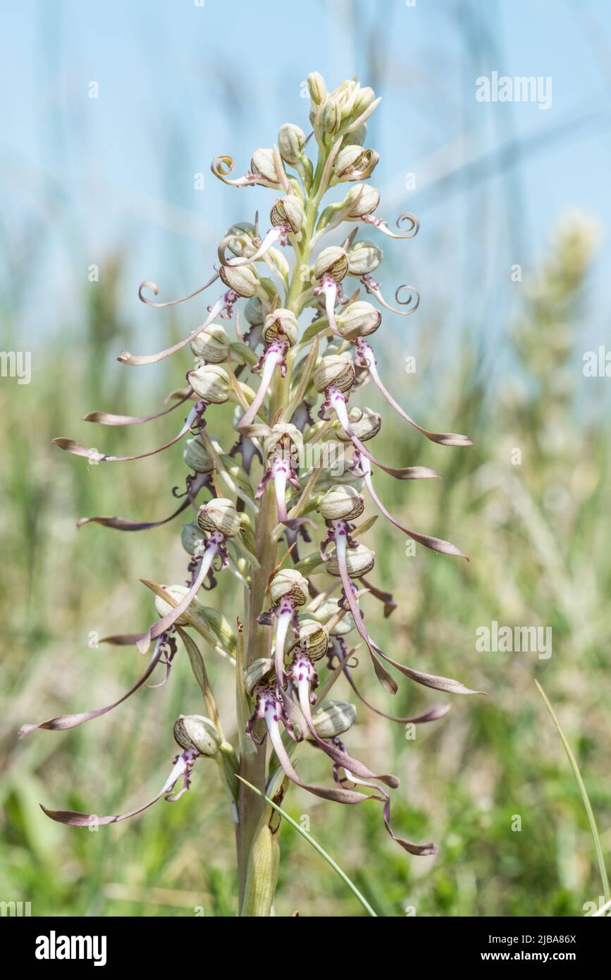 Lizard Orchid (Himantoglossum hircinum) at Sandwich Bay, Kent Stock ...