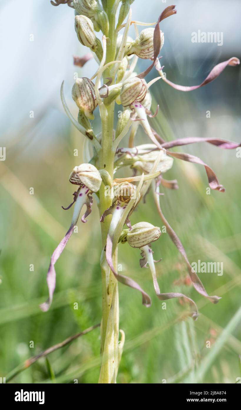 Flowers of the Lizard Orchid (Himantoglossum hircinum) at Sandwich Bay ...