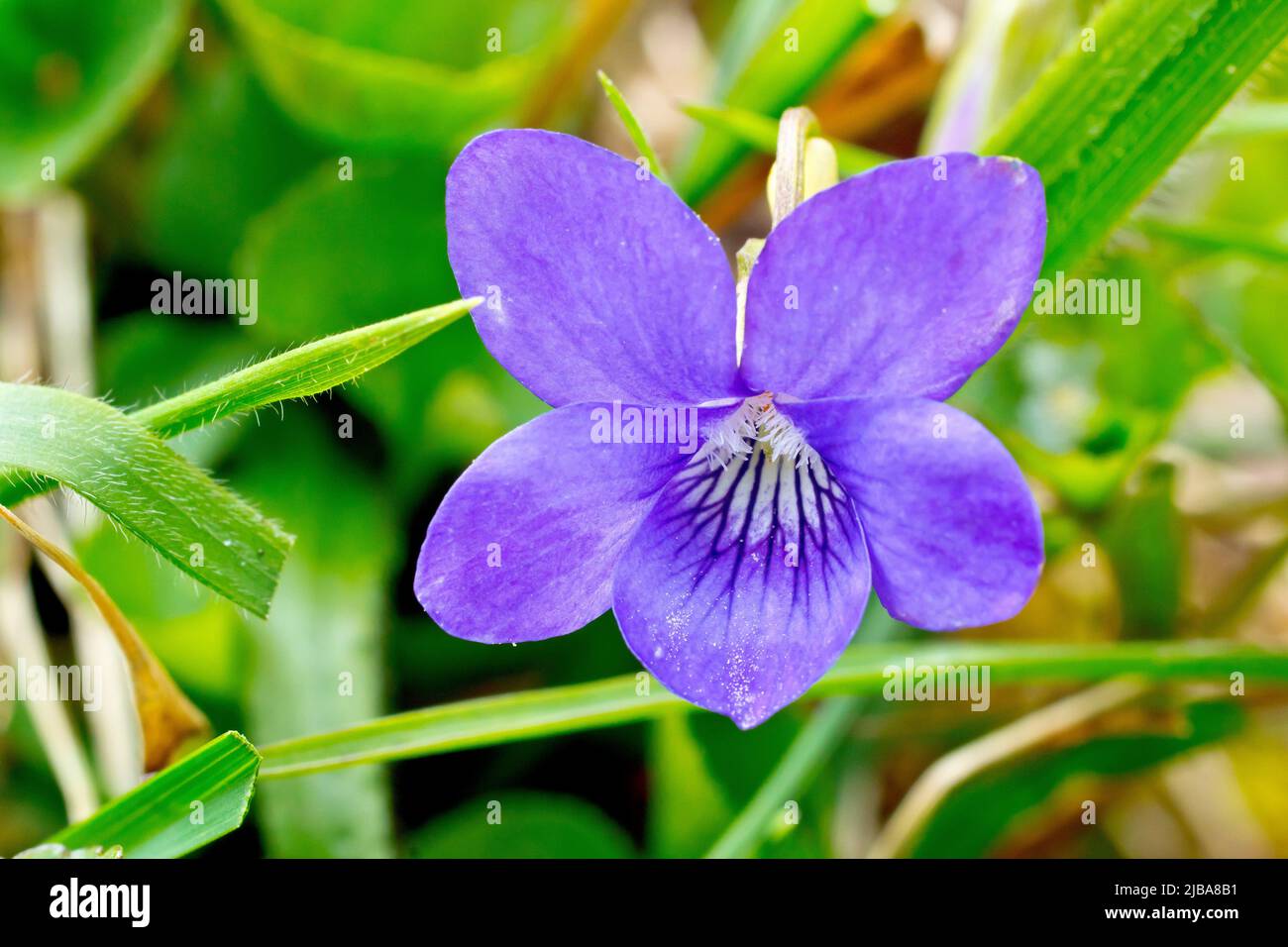 Viola plant kingdom hi-res stock photography and images - Alamy
