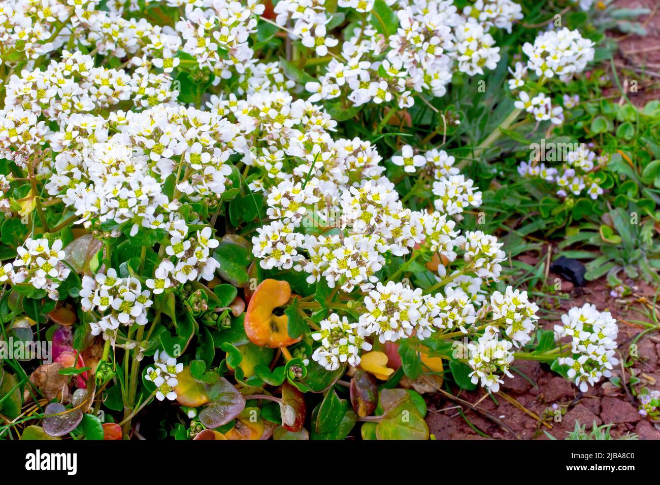 Common Scurvy-grass (cochlearia officinalis), close up of a large mass ...