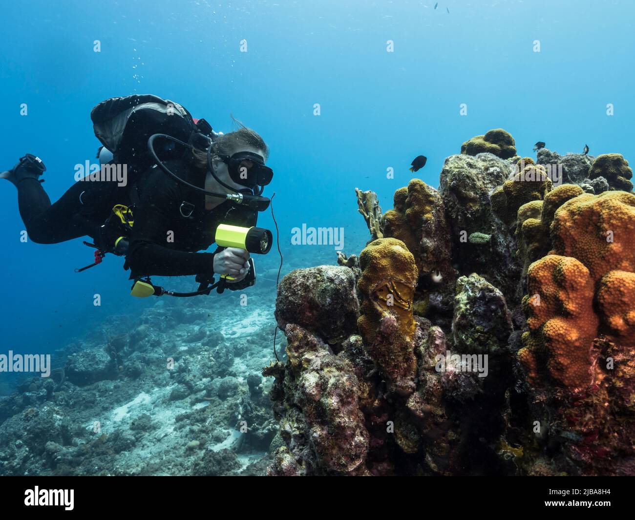 Seascape with Scuba Diver in the coral reef of Caribbean Sea, Curacao ...