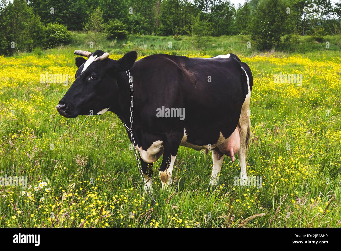 Mature, adult black cow, gentle look. Cow grazes in a green meadow ...