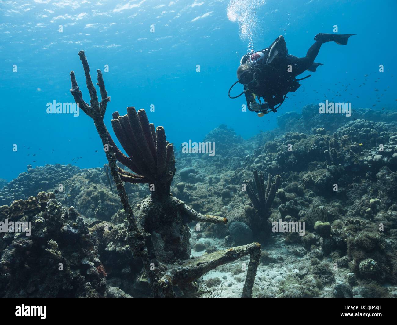 Seascape with Scuba Diver in the coral reef of Caribbean Sea, Curacao ...