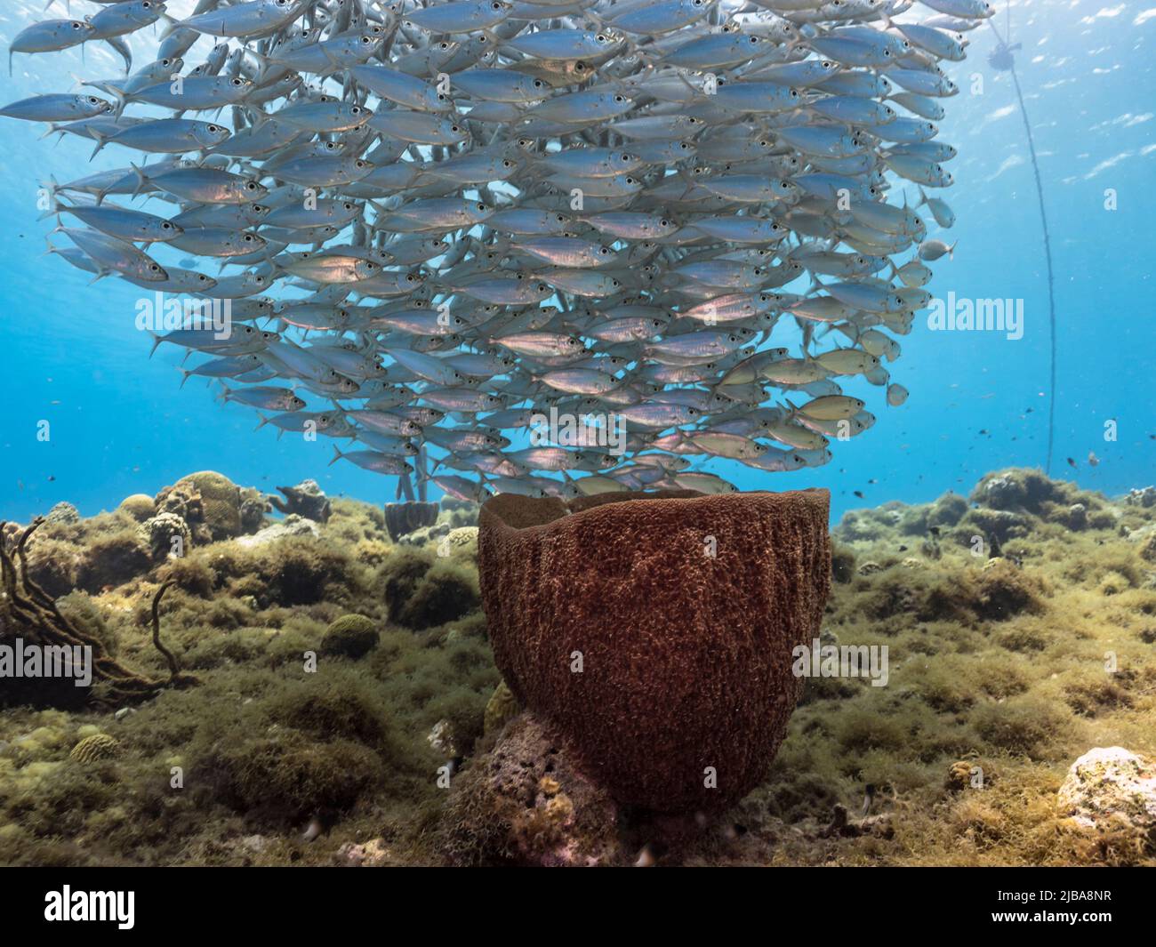 Seascape with Bait Ball, School of Fish, Mackerel fish and sponge in ...