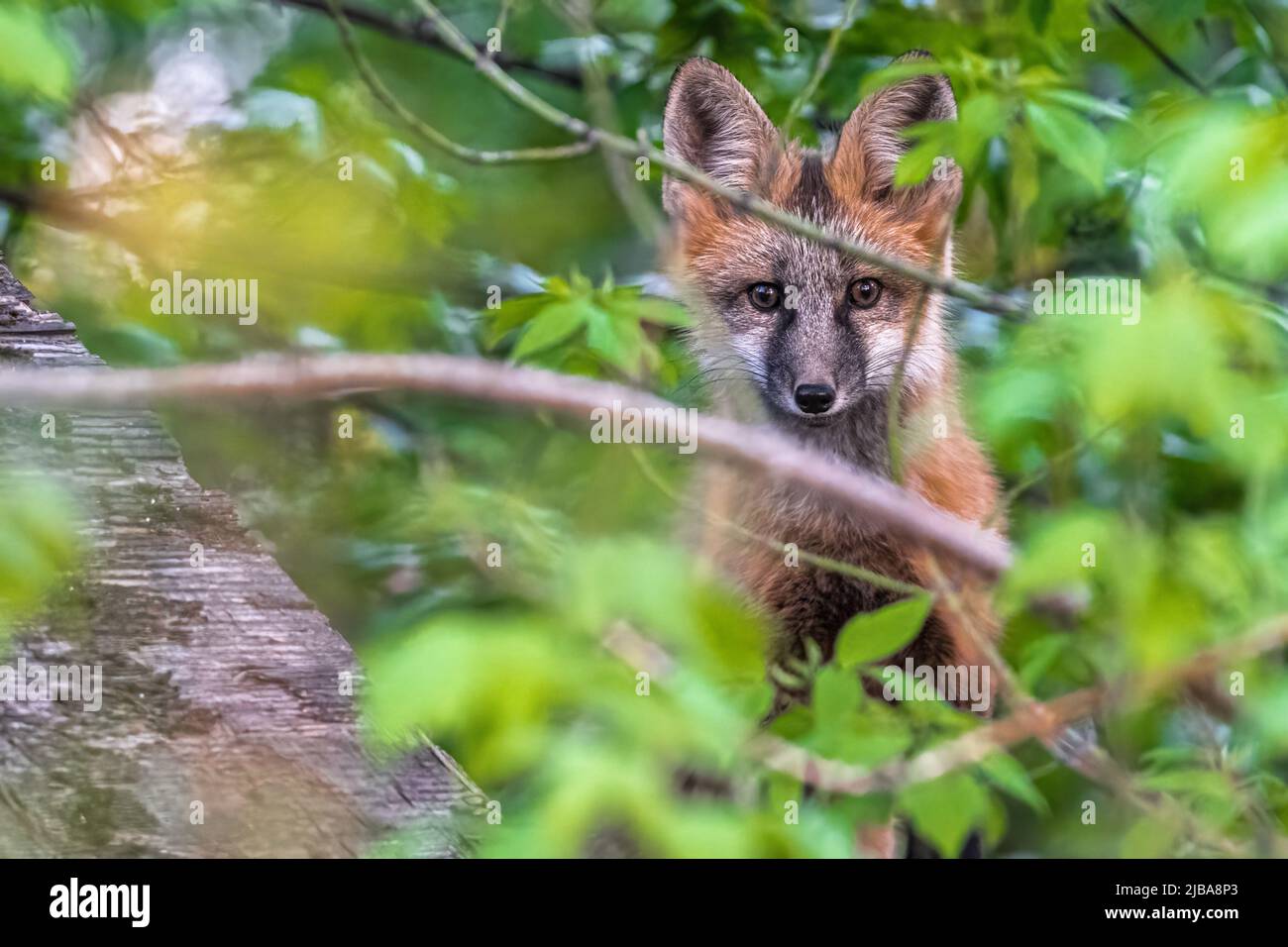 Curious Young North American Red Fox (Vulpes vulpes fulva Stock Photo ...