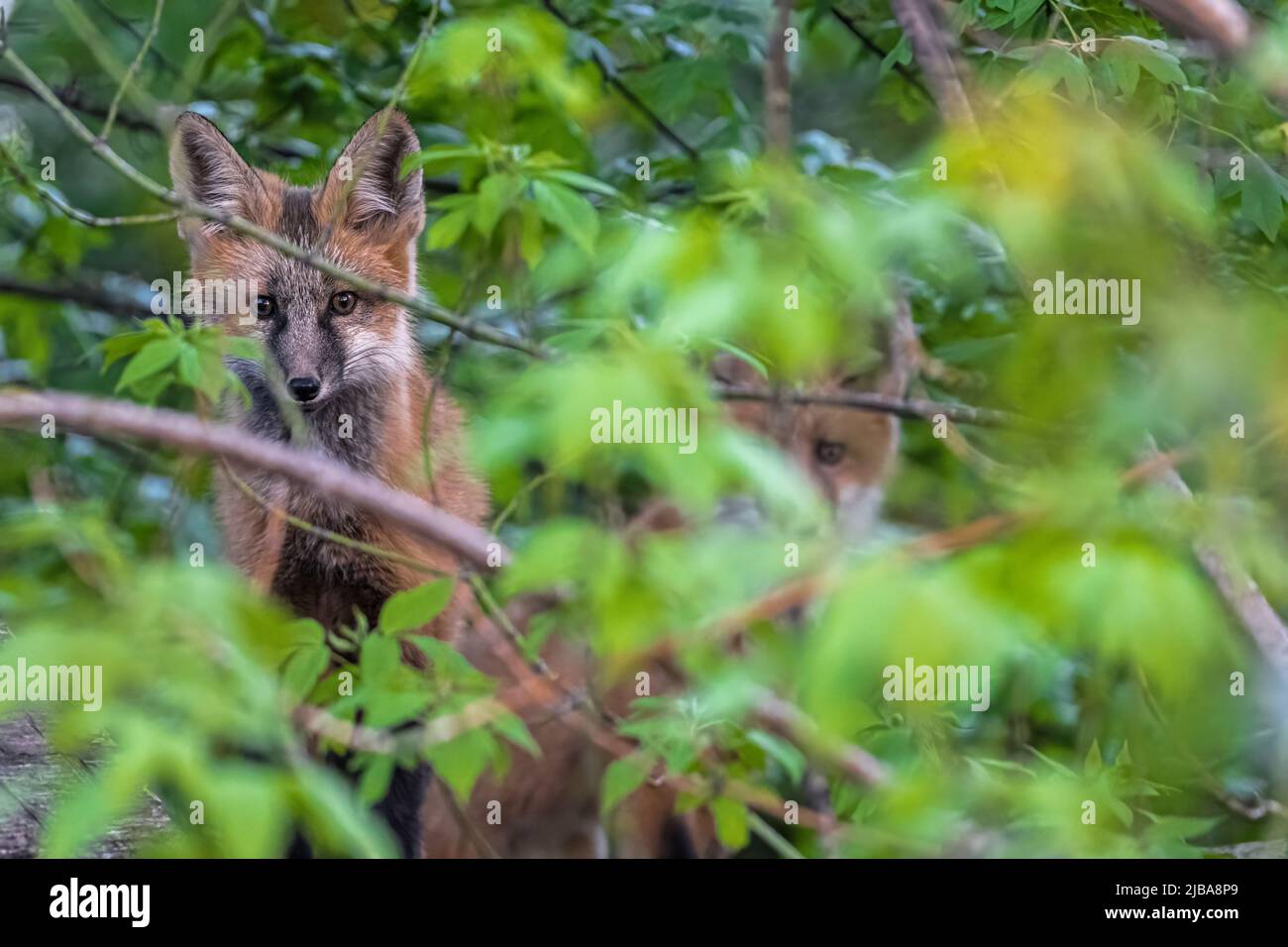 Curious Young North American Red Fox (Vulpes vulpes fulva Stock Photo ...