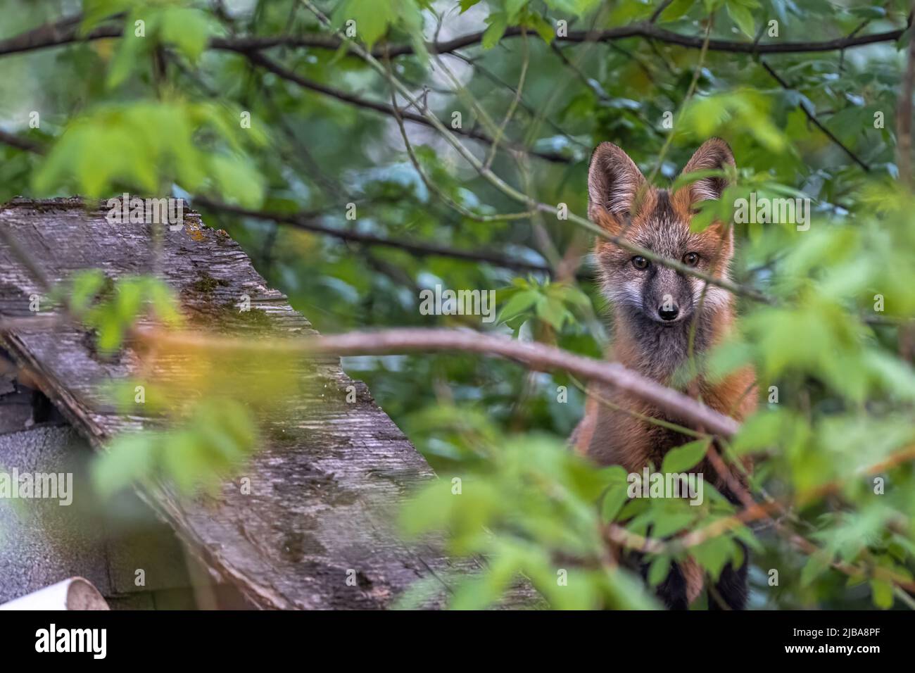 Curious Young North American Red Fox (Vulpes vulpes fulva Stock Photo ...