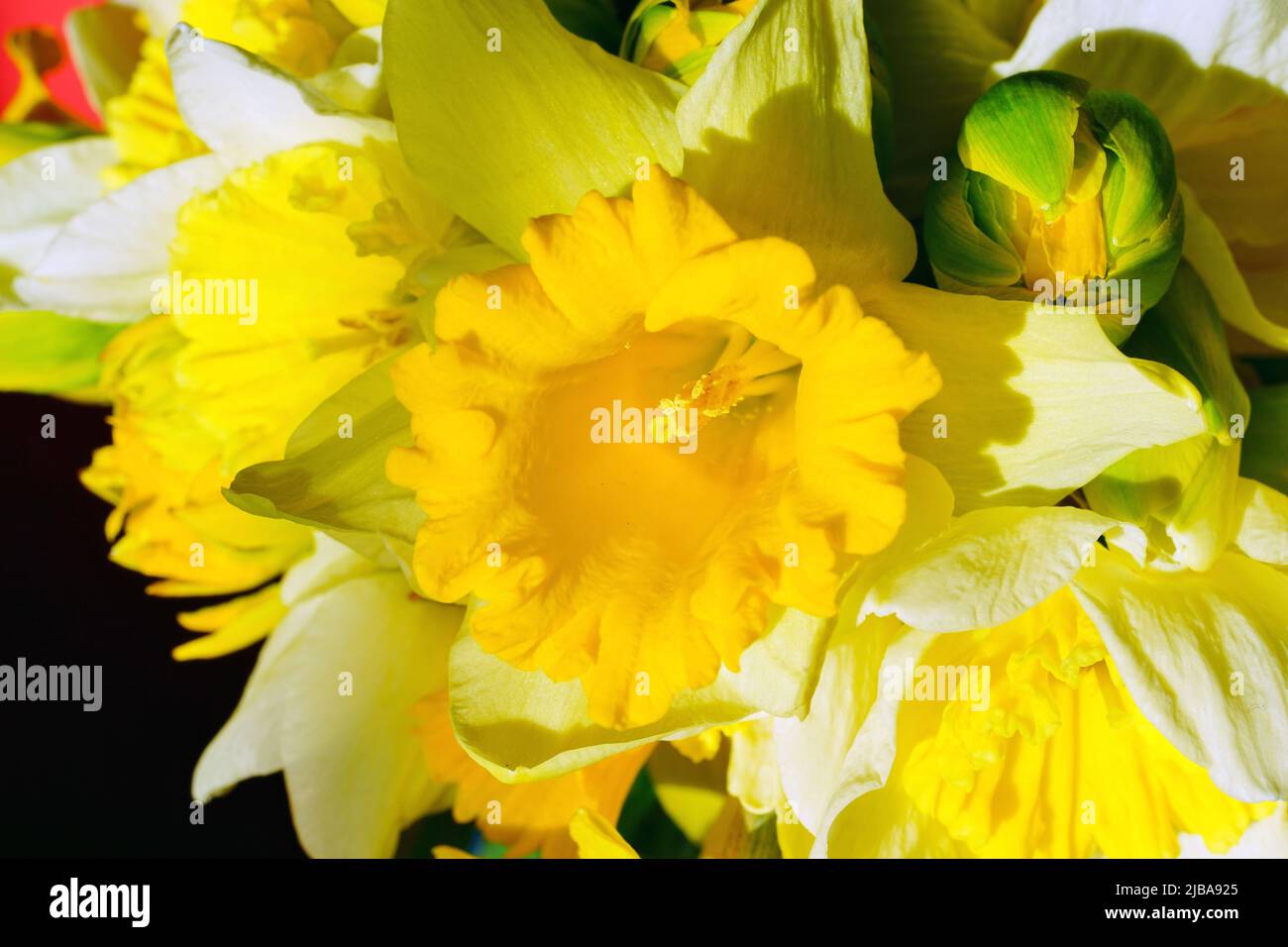 Bouquet of colorful yellow, orange and white daffodil flowers in a vase ...