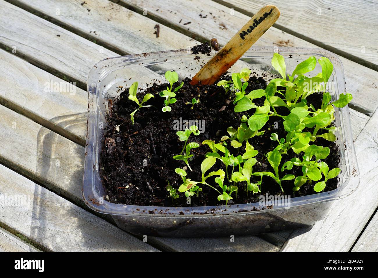 Winter sowing seeds in plastic salad containers Stock Photo - Alamy