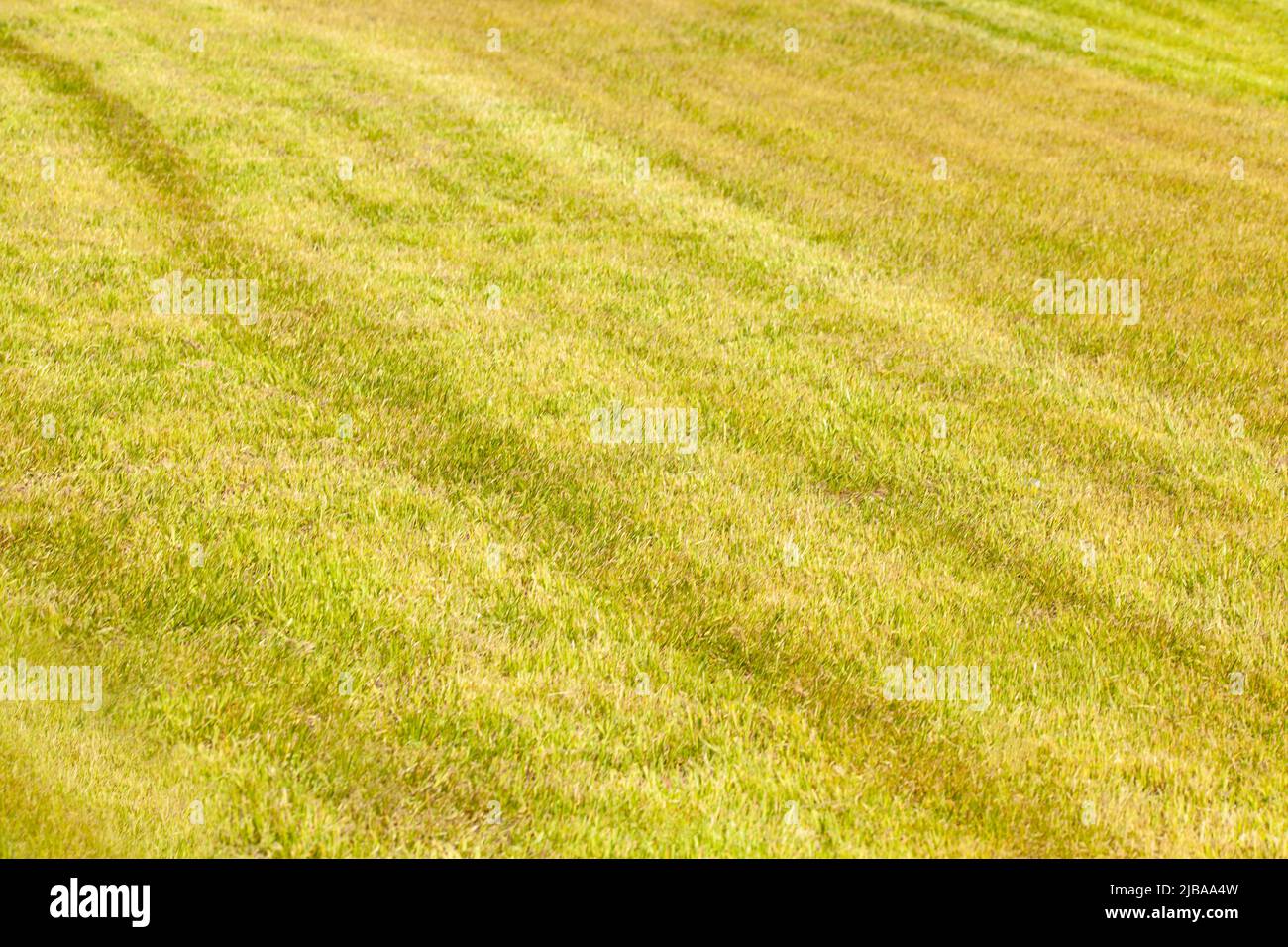 mown grass with lines in a stadium or sports field Stock Photo - Alamy