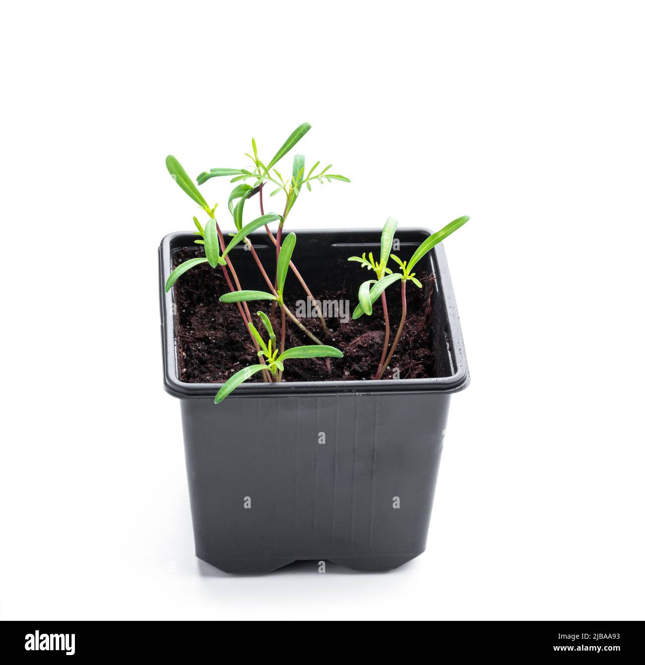 Cosmos seedlings hi-res stock photography and images - Alamy