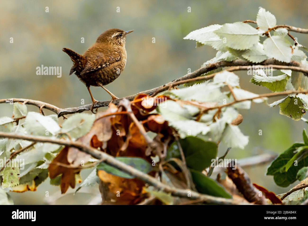 Naurua hi-res stock photography and images - Alamy
