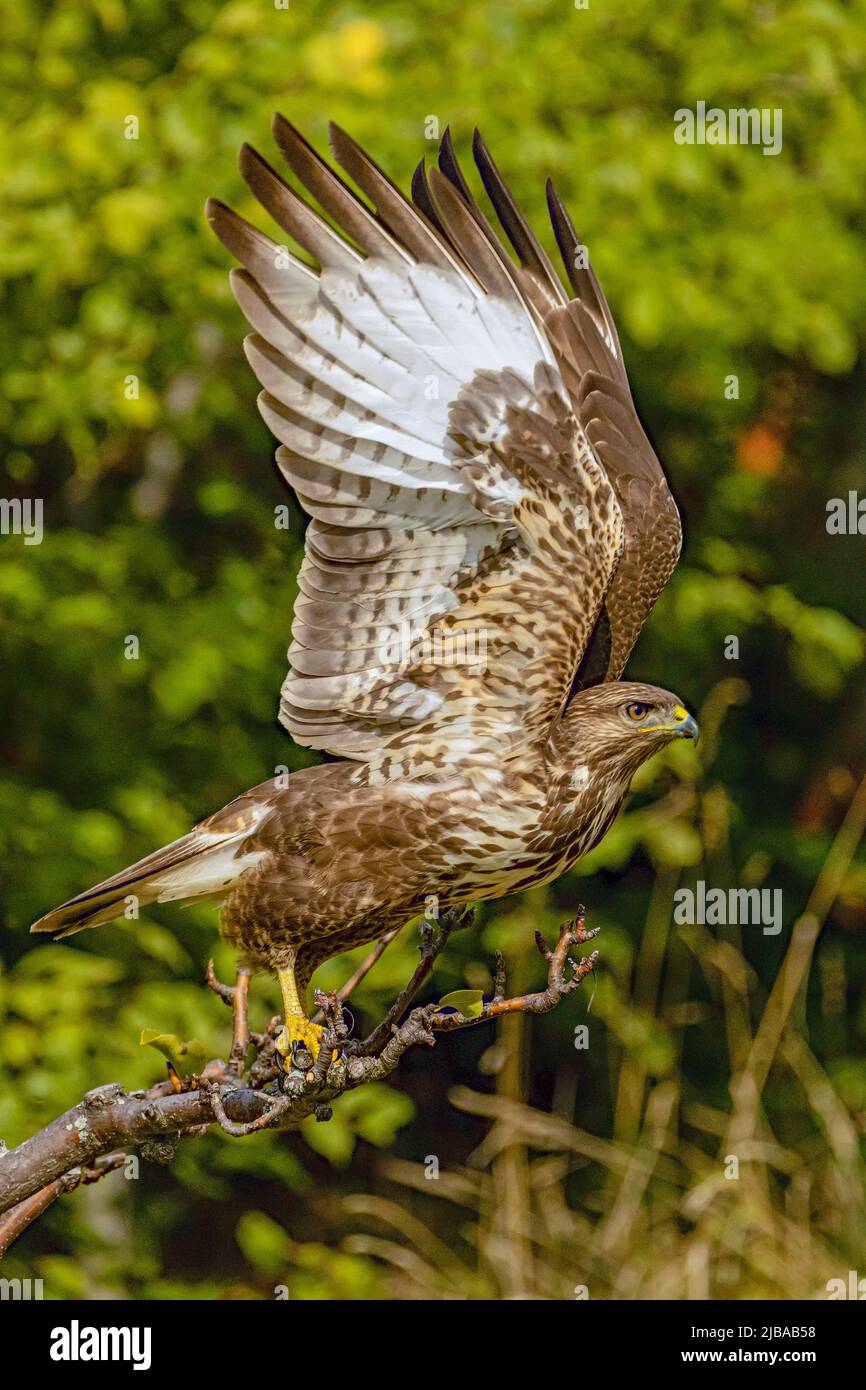 Buzzard (Buteo buteo Stock Photo - Alamy