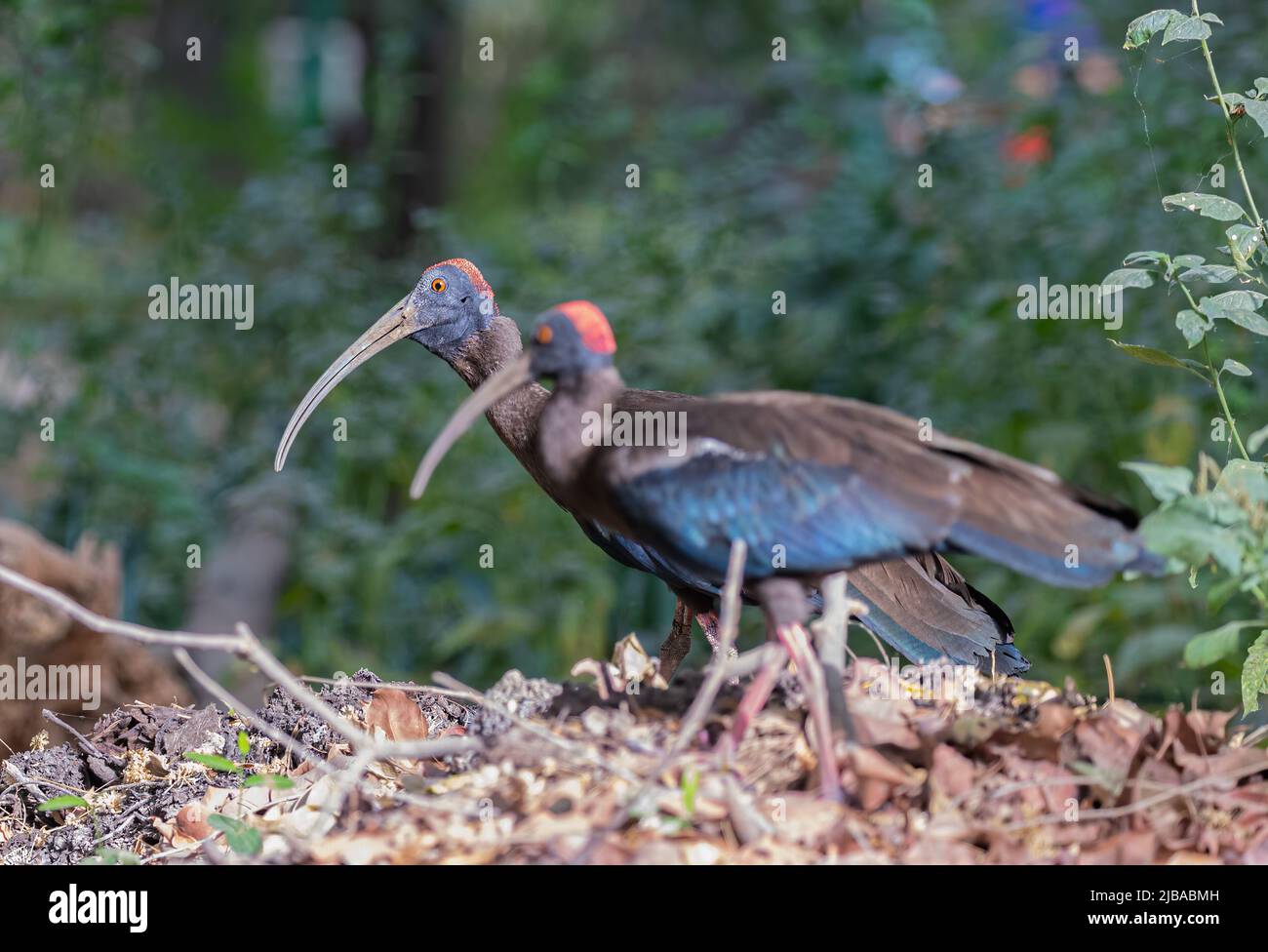 Black crown headed bird hi-res stock photography and images - Alamy