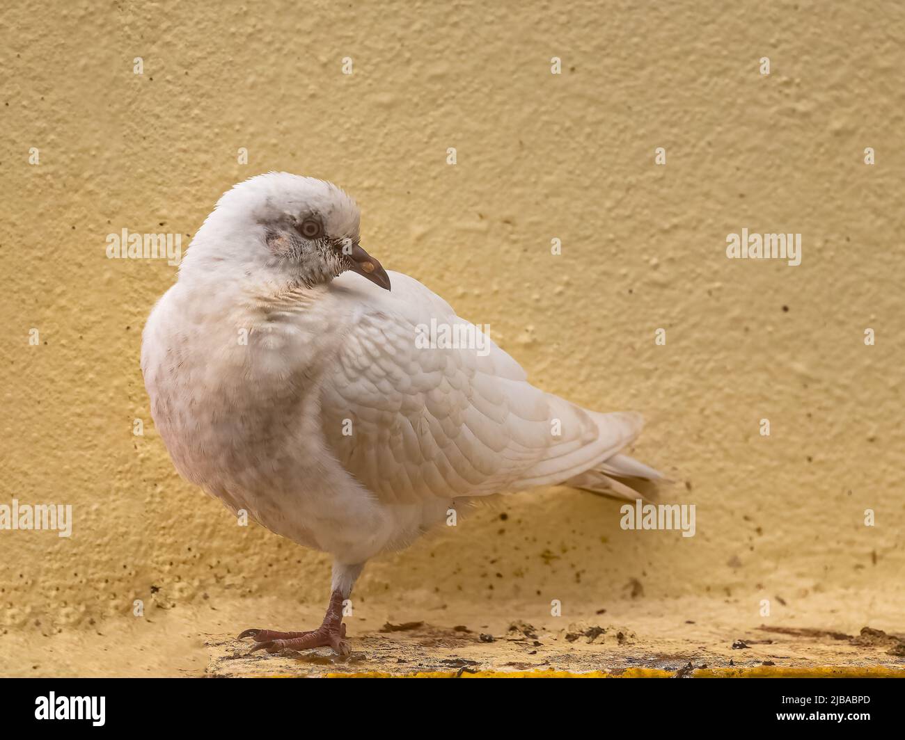 A white pigeon resting on one foot by side of a wall Stock Photo - Alamy
