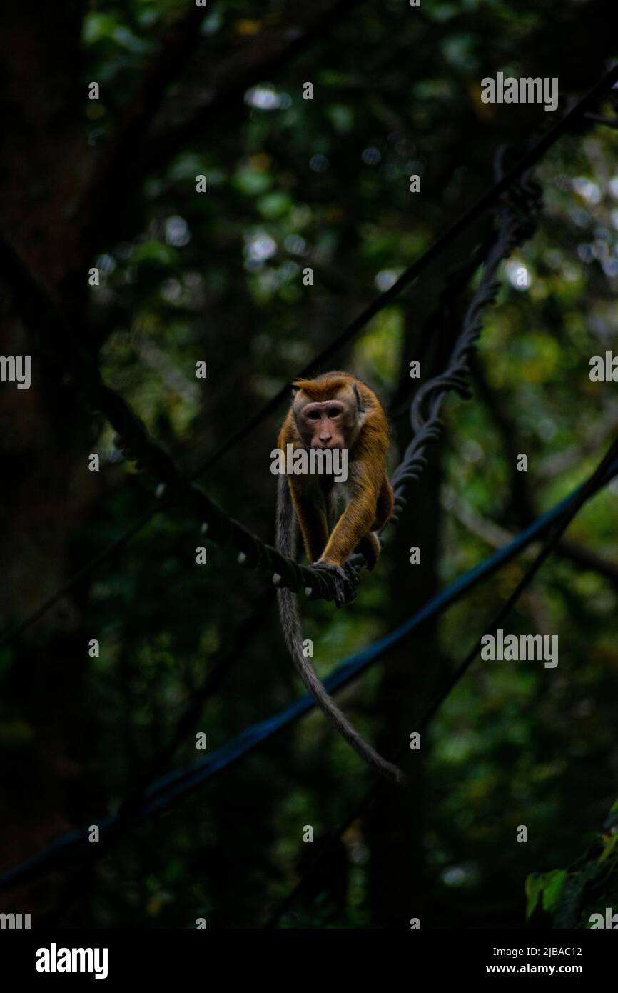 Ceylon macaque hi-res stock photography and images - Alamy