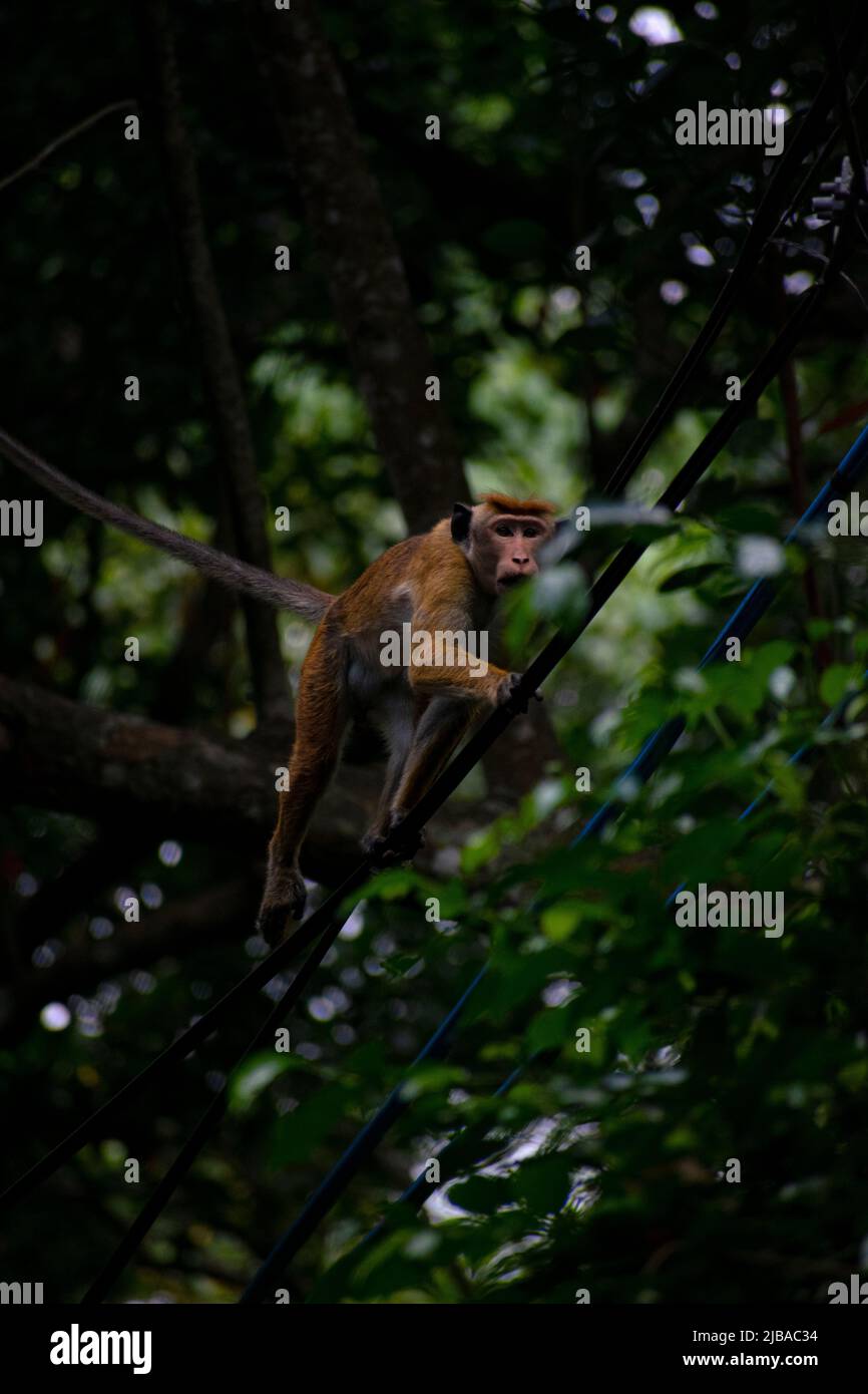 Toque macaque hi-res stock photography and images - Alamy
