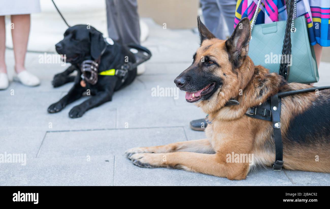 Guide dogs with owners for walks. Meeting blind people Stock Photo - Alamy
