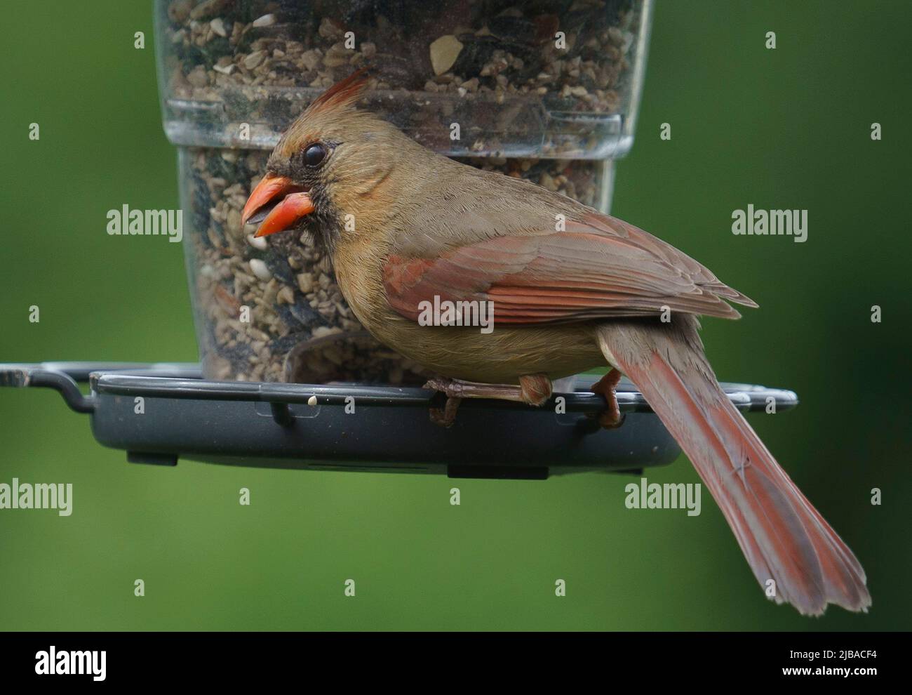 Female Northern Cardinal on the bird feeder Stock Photo - Alamy