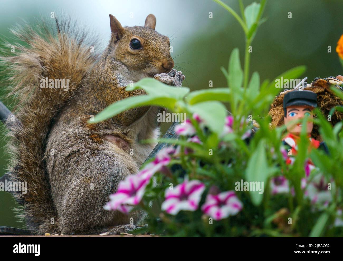 A Squirrel nibbles on bird seed in a flower pot Stock Photo - Alamy