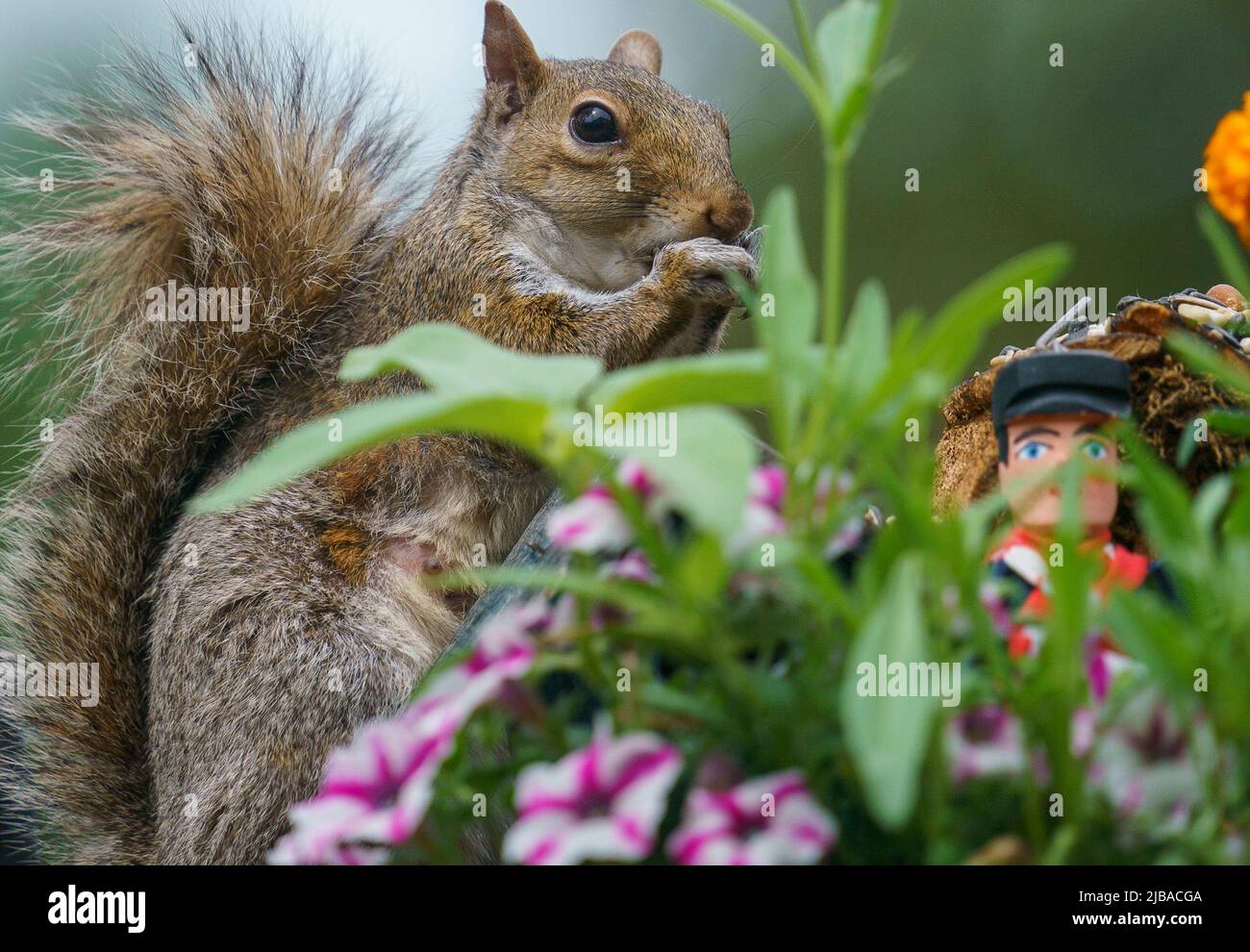 A Squirrel nibbles on bird seed in a flower pot Stock Photo - Alamy
